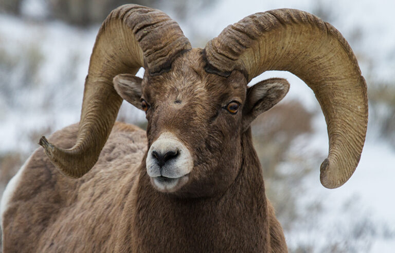 Ariete | Significato, simbologia e caratteristiche dell'Ariete