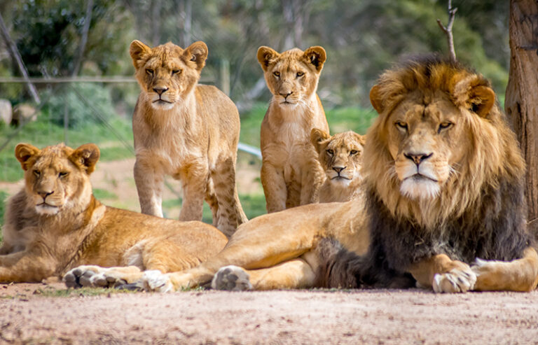 Leone | Significato, simbologia e curiosità sul Leone
