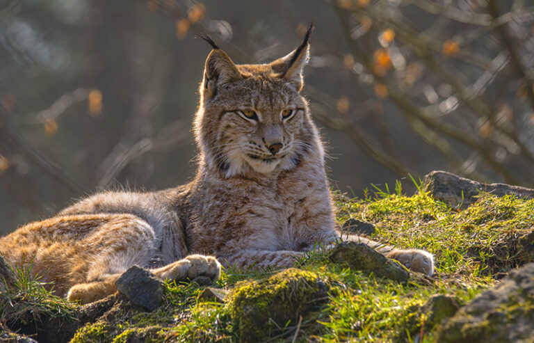 Lince | Significato, simbologia e curiosità sulla Lince