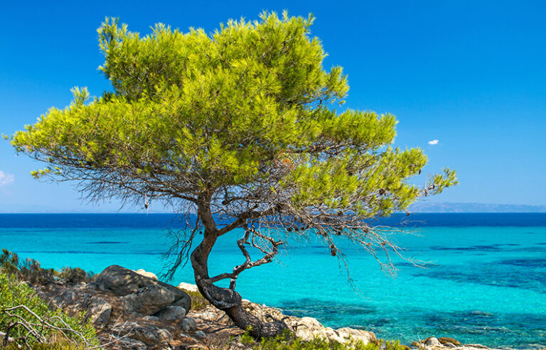 Pino | Significato e simbologia degli alberi di Pinus