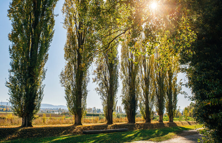 Pioppo | Significato e simbologia dell'albero di Pioppo