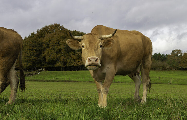 Bue | Significato, simbologia e caratteristiche del Bue