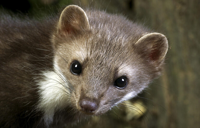 Furetto | Significato, simbologia e caratteristiche del Furetto