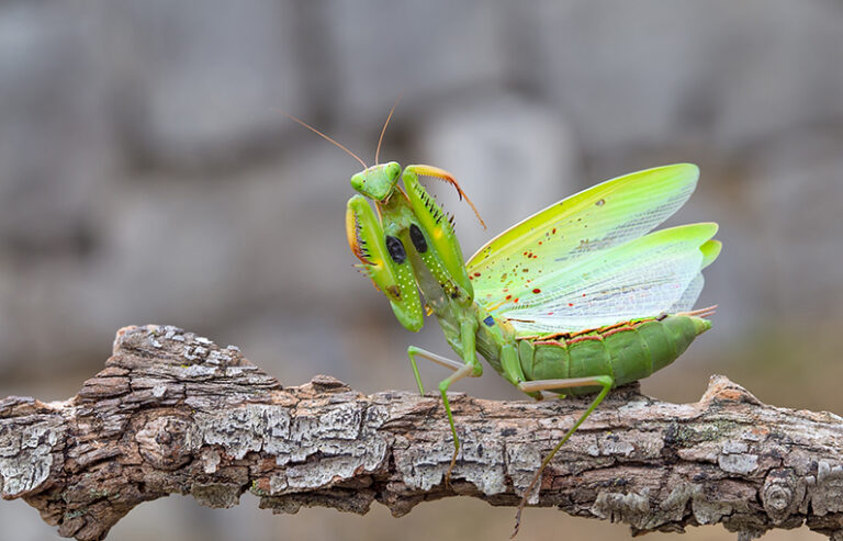 Mantide | Significato, simbologia e caratteristiche della Mantide
