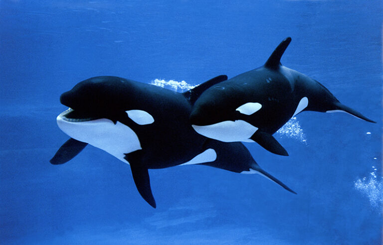 Orca | Significato, simbologia e caratteristiche dell'Orca