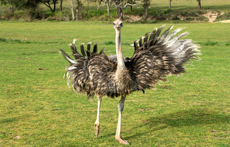 Struzzo | Significato, simbologia e curiosità sullo Struzzo